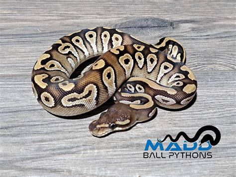 Mojave 100 Het Rainbow Ball Python By Madd Ball Pythons Morphmarket