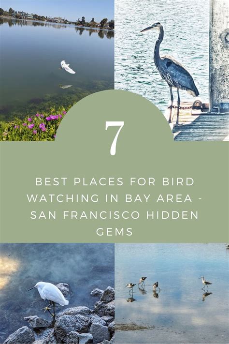 7 Best Spots For Birdwatching In Bay Area Top San Francisco Things To Do California Travel