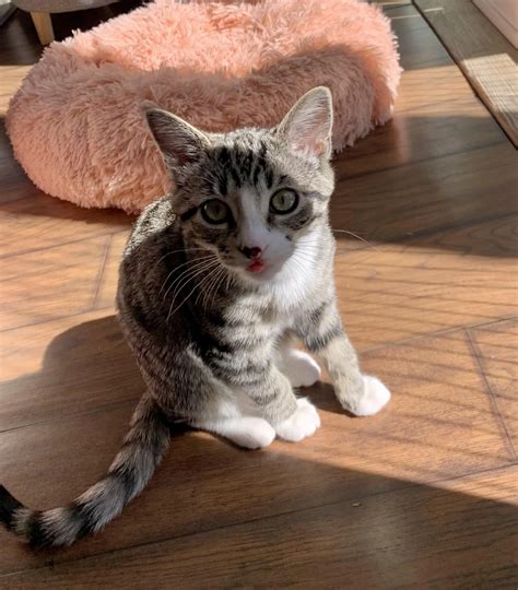 She Sometimes Forgets To Bring Her Tongue Back In Resulting In Many A