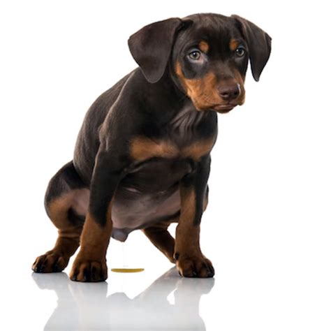 How To Measure And Calculate Urine Output Voluntary CCG