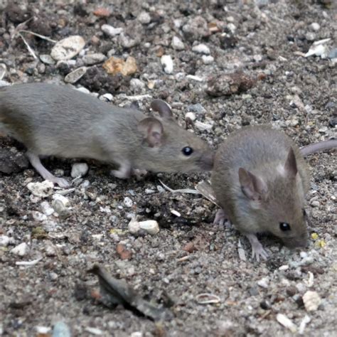 Preventing Mouse Infestations Pest Busterzz