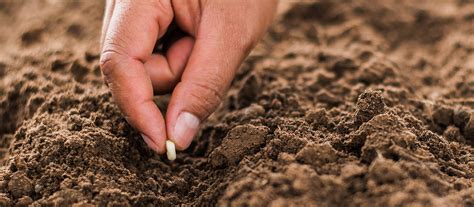 ¿cómo Se Siembra El Maíz Blog Cambiagro