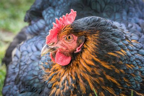Sex Link Autosexing Chickens No More Surprise Roosters