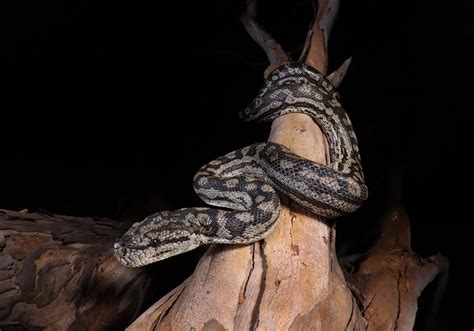 Murray Darling Carpet Python — Animals Anonymous
