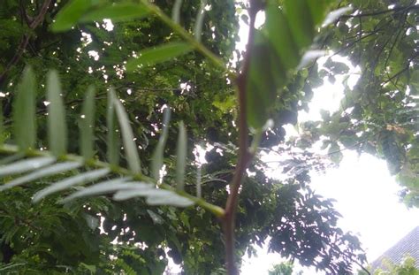 Isran Mohamad Pakaya Laporan Praktikum Sambung Pucuk