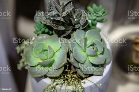 야외 냄비에 선인장과 즙이 많은 식물의 컬렉션 화분 선인장 집 식물 0명에 대한 스톡 사진 및 기타 이미지 0명 가시 꽃 식물 Istock
