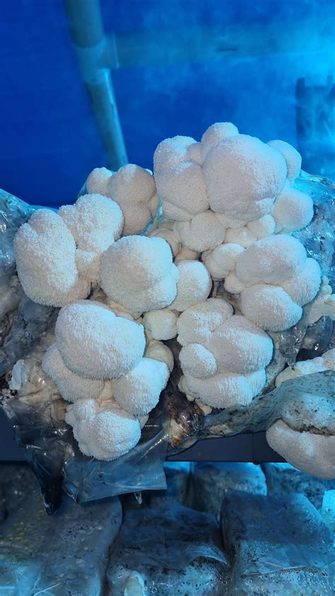 What Mushrooms Are Poisonous In Australia Xotic Mushrooms