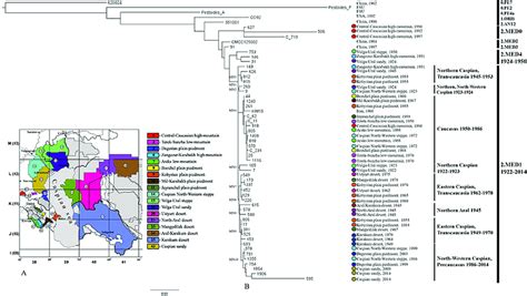 Maximum Likelihood Dendrogram Of Phylogenetic Relations Of Yersinia