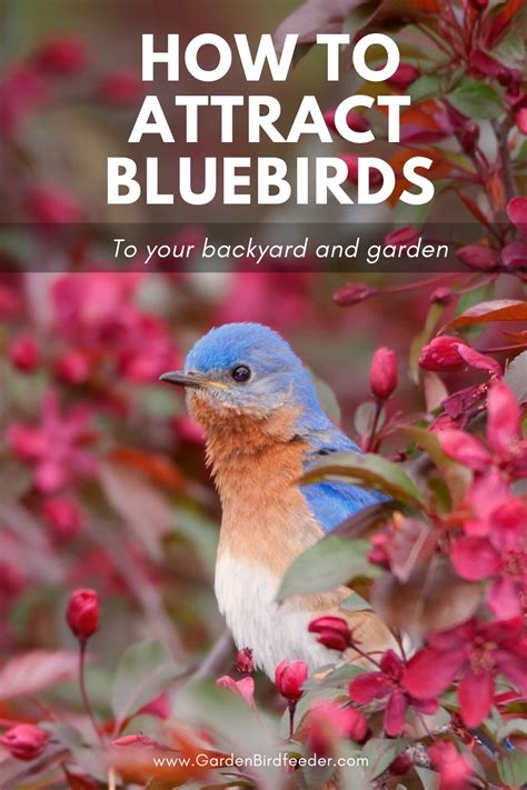 How To Attract Bluebirds To Your Yard With Plants Food Nesting Boxes