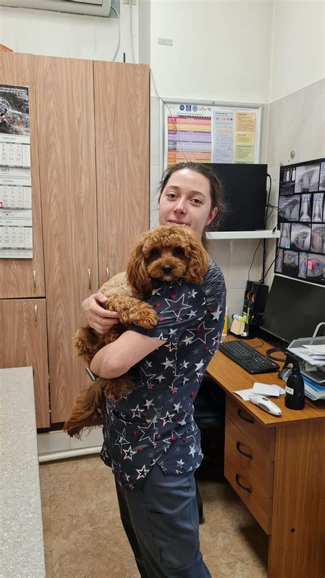 Нарост на веке у собаки — 1 ответ ветеринара на вопрос №1956150 СпросиВрача