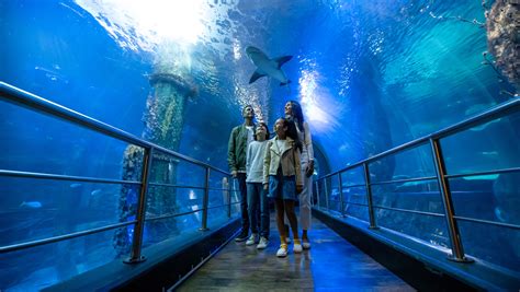 World Oceans Day 2026 Sea Life Melbourne Aquarium