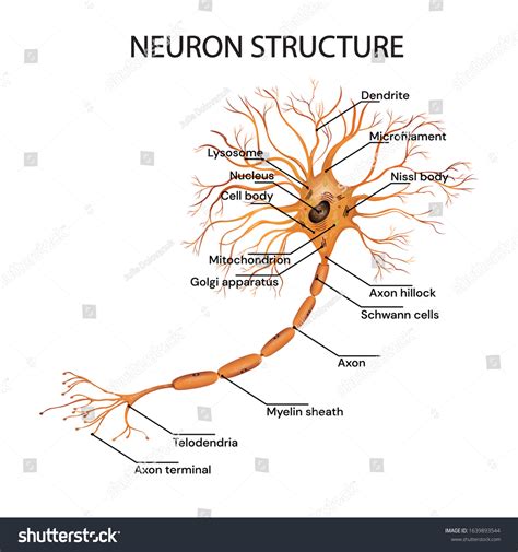Structure Neuron Vector Illustration Stock Vector Royalty Free Shutterstock