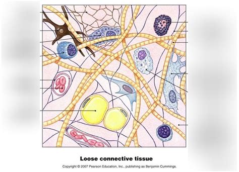 Matrix Labeling Anatomy Diagram Quizlet