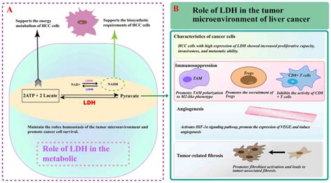 International Journal Of Oncology