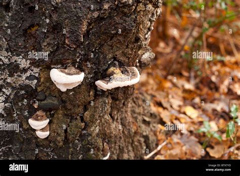 Fungi Growing On Tree Trunk Stock Photo Alamy