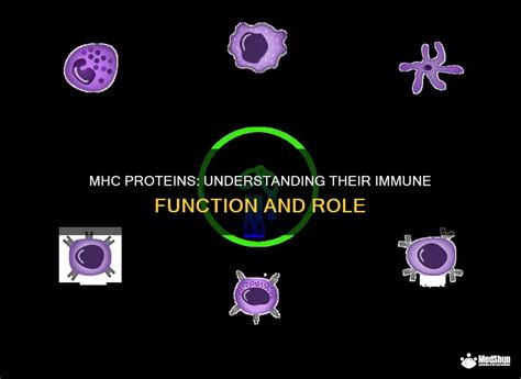 Mhc Proteins Understanding Their Immune Function And Role Medshun