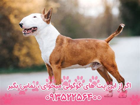 سگ ژرمن شپرد سایت پامرانین