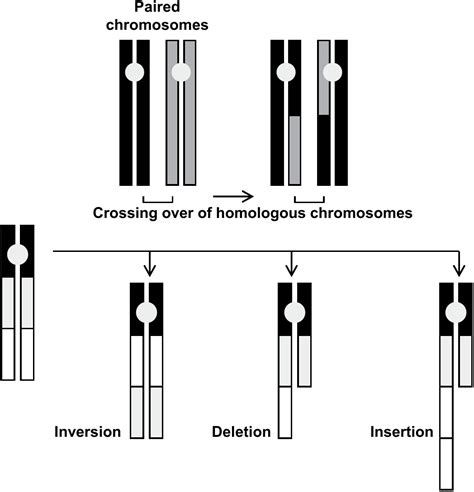 Sexual Reproduction Comparative Psychology Evolution And Development