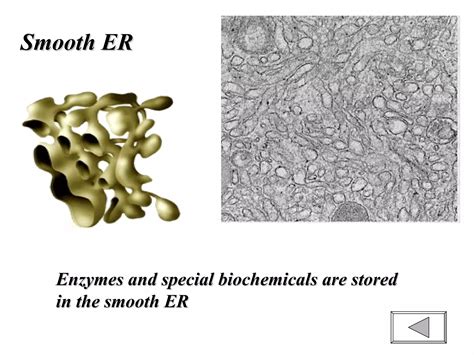 Cellular Structures And Their Functions PPT Biological Sciences Science