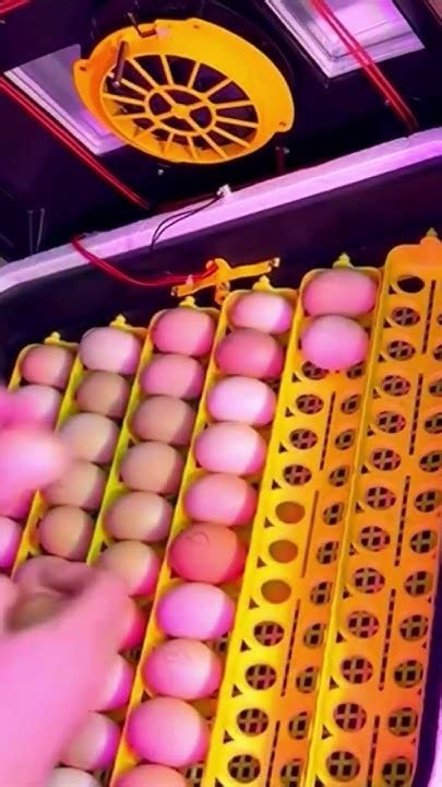 Які ЯЙЦЯ відібрати для ІНКУБАЦІЇ⁉️7частина‼️Як зберігати яйця яйця інкубація Youtube