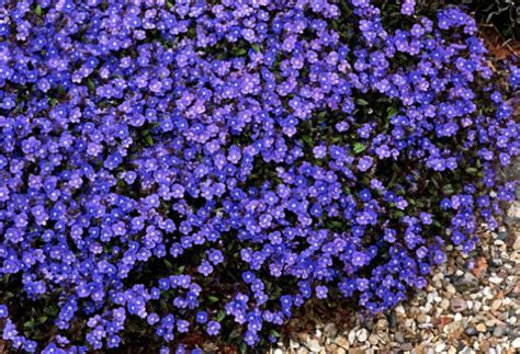 7 Plantas Con Flores Que Adoran La Sombra