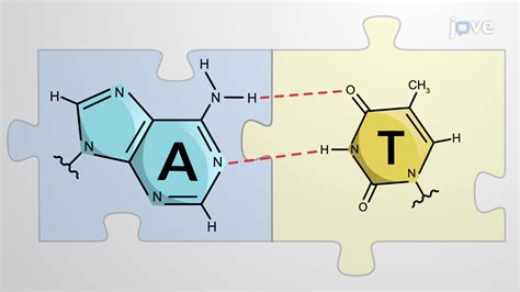 DNA Base Pairing And Its Significance In DNA Replication Chemistry JoVe