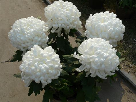 怎样防治菊花叶斑病