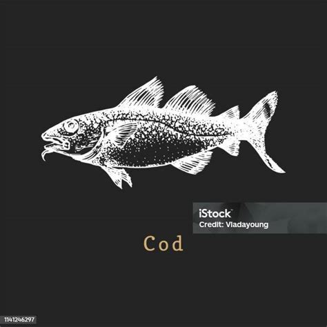 검정 배경에 Cod의 그림입니다 물고기 스케치 벡터입니다 상점 라벨 등을 위한 조각 스타일의 해산물을 그려 대구 바닷물고기에 대한 스톡 벡터 아트 및 기타 이미지 Istock
