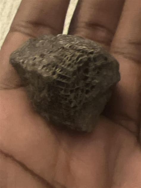 Some Cool Silurian~devonian Period Fossils Found In Wny R Fossils