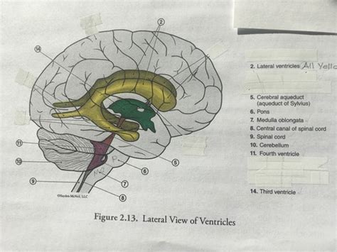 Chapter 13 Cns Flashcards Quizlet