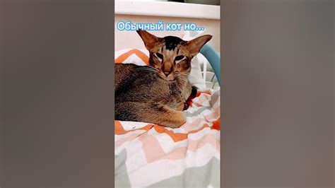 кот из икеи? 😰 - YouTube