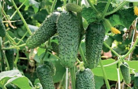 Як за допомогою йоду підгодувати огірки щоб вони росли солодкими та хрусткими Читайте на Ukr Net