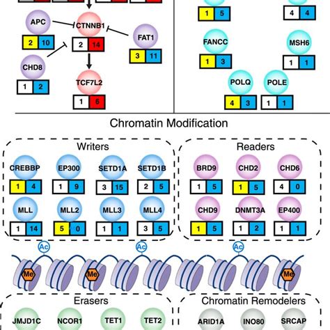 Of Somatic Mutations And Dna Copy Number Alterations In Wnt Pathway Download Scientific