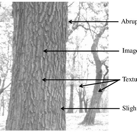 Typical Survey Tree Showing Target Tree Properties Download Scientific Diagram