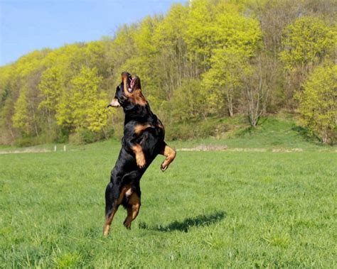 РОТВЕЙЛЕР ФОТО И КАРТИНКИ