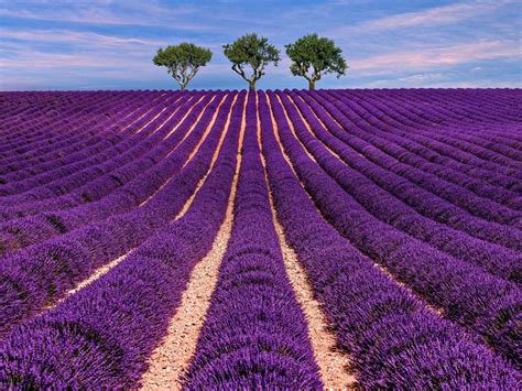 Эфирные масла премиум класса купить оптом