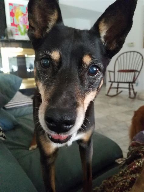 Sitfetchstay The Humans Get Very Popular At Lunch