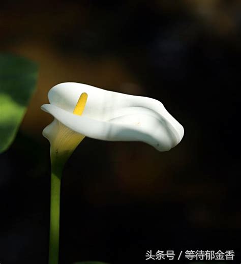 白色馬蹄蓮清雅而美麗它的花語是忠貞不渝永結同心 每日頭條