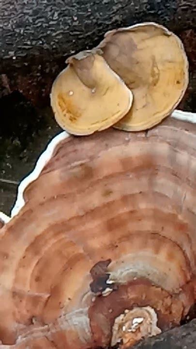 🍄😍පාට කීයකින් ඇඳුම් මහලද 🤩♥️ Youtube