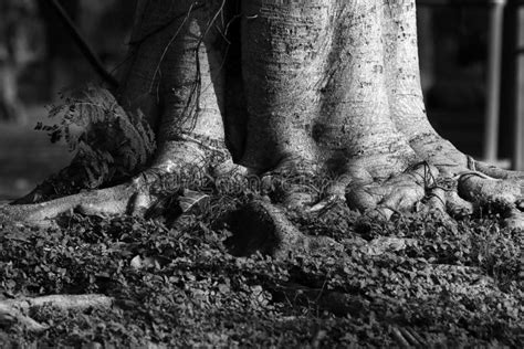 Soil Erosion And Tree Stock Image Image Of Tree Nature