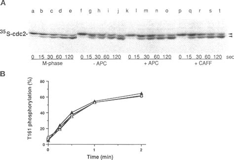Figure 5 From Control Of The Cdc2cyclin B Complex In Xenopus Egg