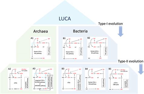 Evolution Process Model From Luca On Carbon Metabolism Pathway For Download Scientific Diagram