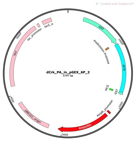 Addgene Pgex 6p 2 Dcrk