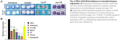 Effect Of Lin28 Knockdown On Mesodermal Gene Expression A Expression