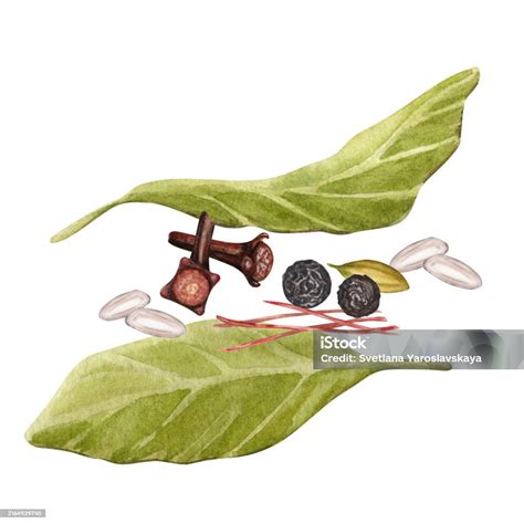 월계수 잎 정향 사프란 후추와 카다몬 요리 조리법을위한 향신료 세트 향기로운 성분 손으로 그린 수채화 그림은 배경에서 격리되어 있습니다 조미료 클립 아트 건강한 식생활에