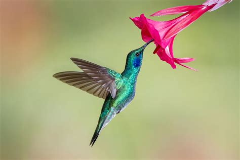 The One Flower That Practically Guarantees Hummingbird Visits