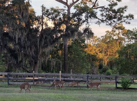 Old Country Estate Sale — A House Full Of Vintage Treasures 2260 Panorama Dr Oviedo Fl 32766