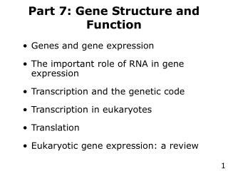 PPT Gene Structure And Function PowerPoint Presentation Free Download ID