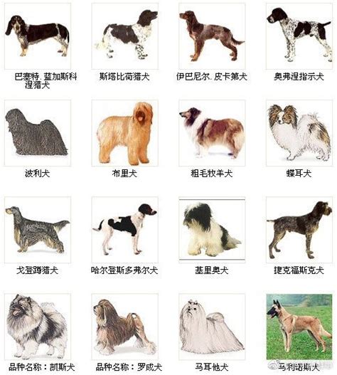 一组图教你认识狗狗的种类