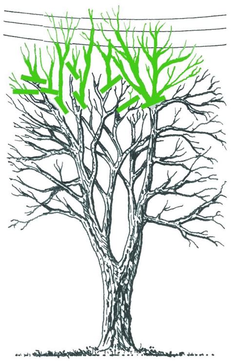 Pruning Trees In The Home Landscape University Of Maryland Extension